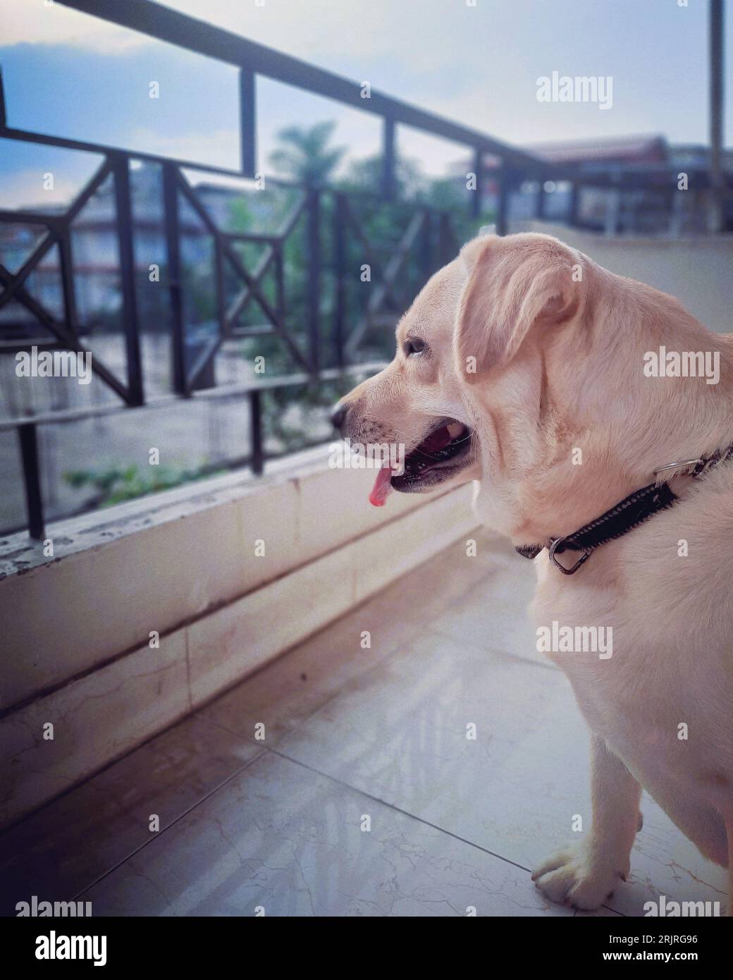 Labrador in a balcony hi-res stock photography and images - Alamy