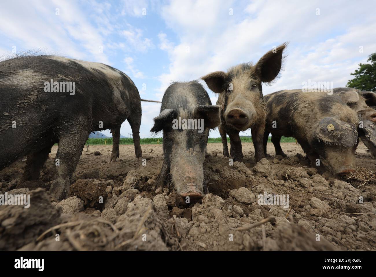 Play pigs hi-res stock photography and images - Alamy