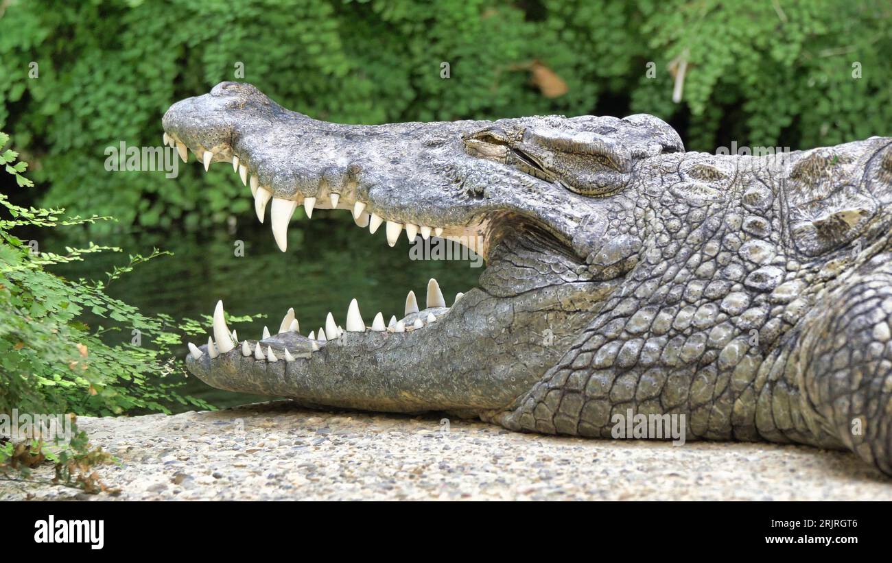 A large, powerful alligator in a natural setting with its powerful jaws ...