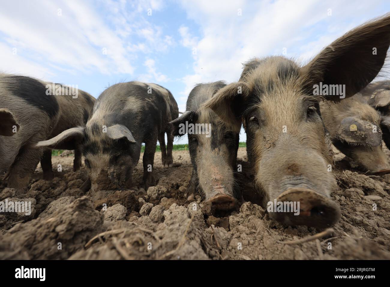 A cheerful group of juvenile pigs standing in the dirt Stock Photo - Alamy
