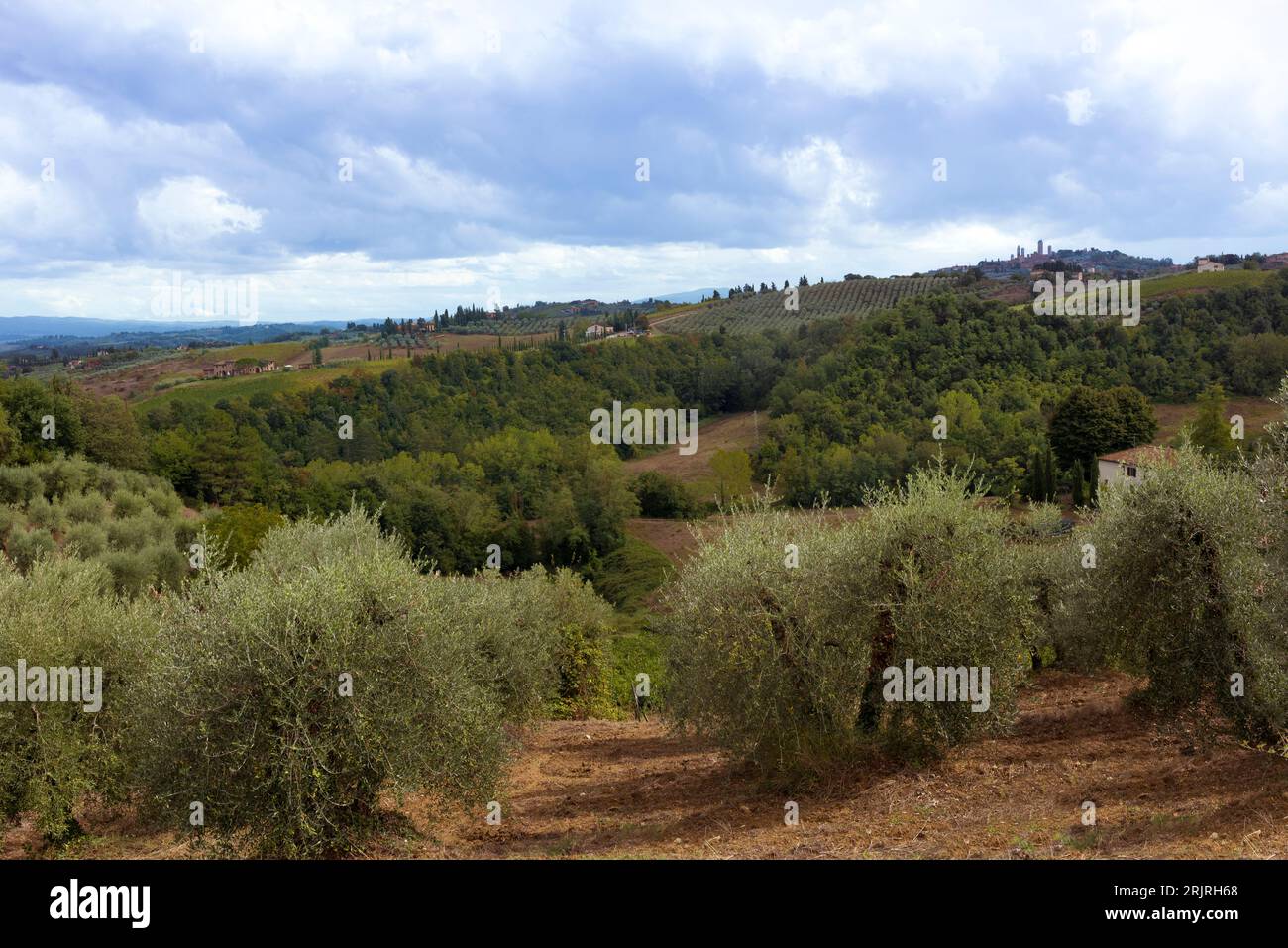 Landscape with pine trees and olive trees near of San Gimignano Tuscany ...