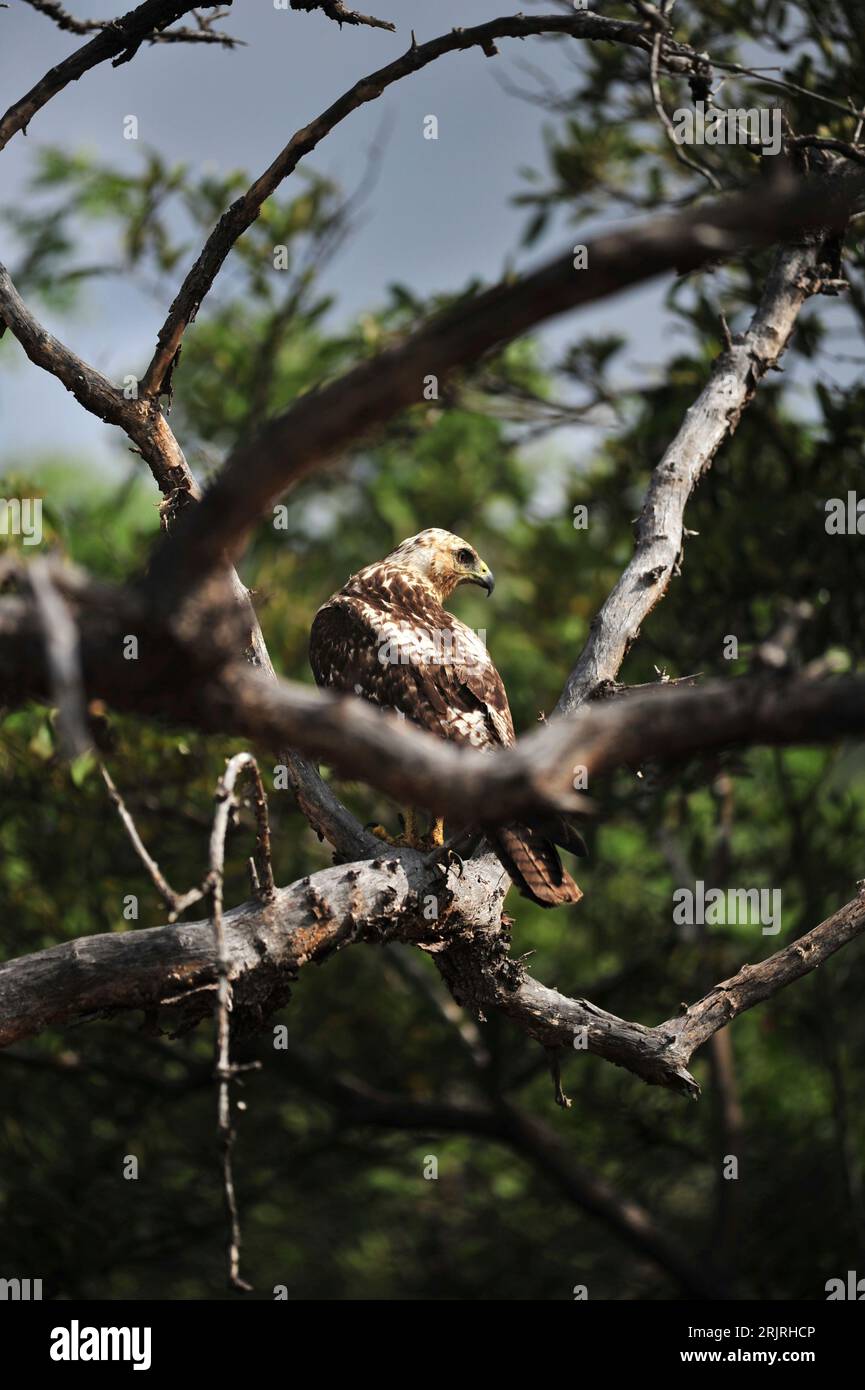 photography of an eagle on a tree Stock Photo - Alamy