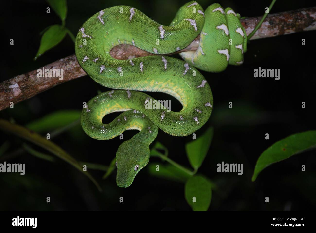 photography of a python on a tree Stock Photo - Alamy