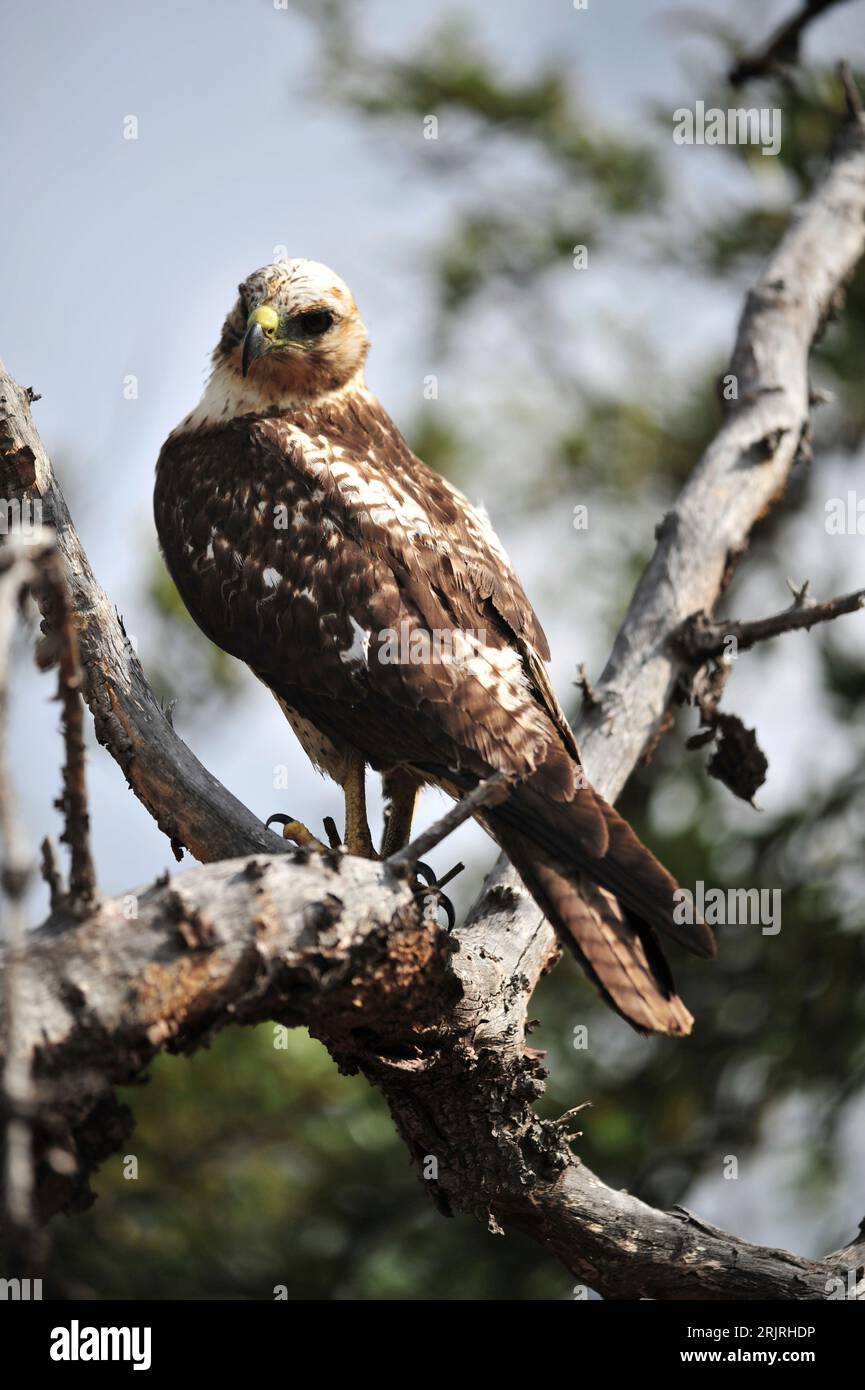 photography of an eagle on a tree Stock Photo - Alamy