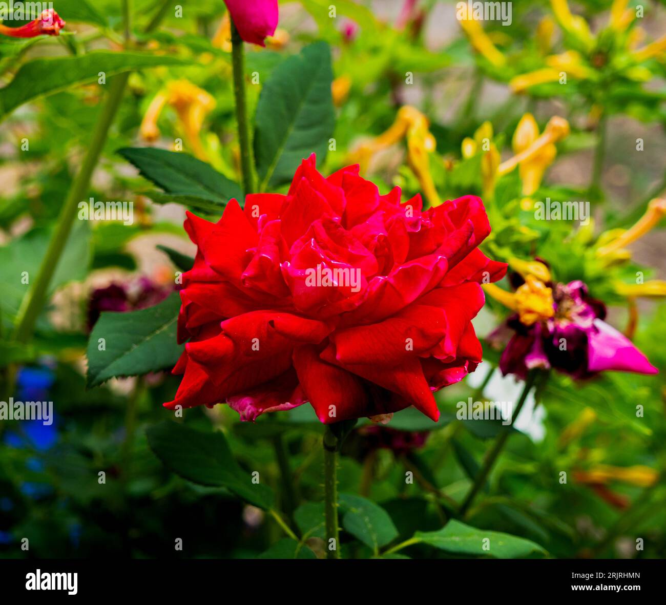 Rose odorata hi-res stock photography and images - Alamy