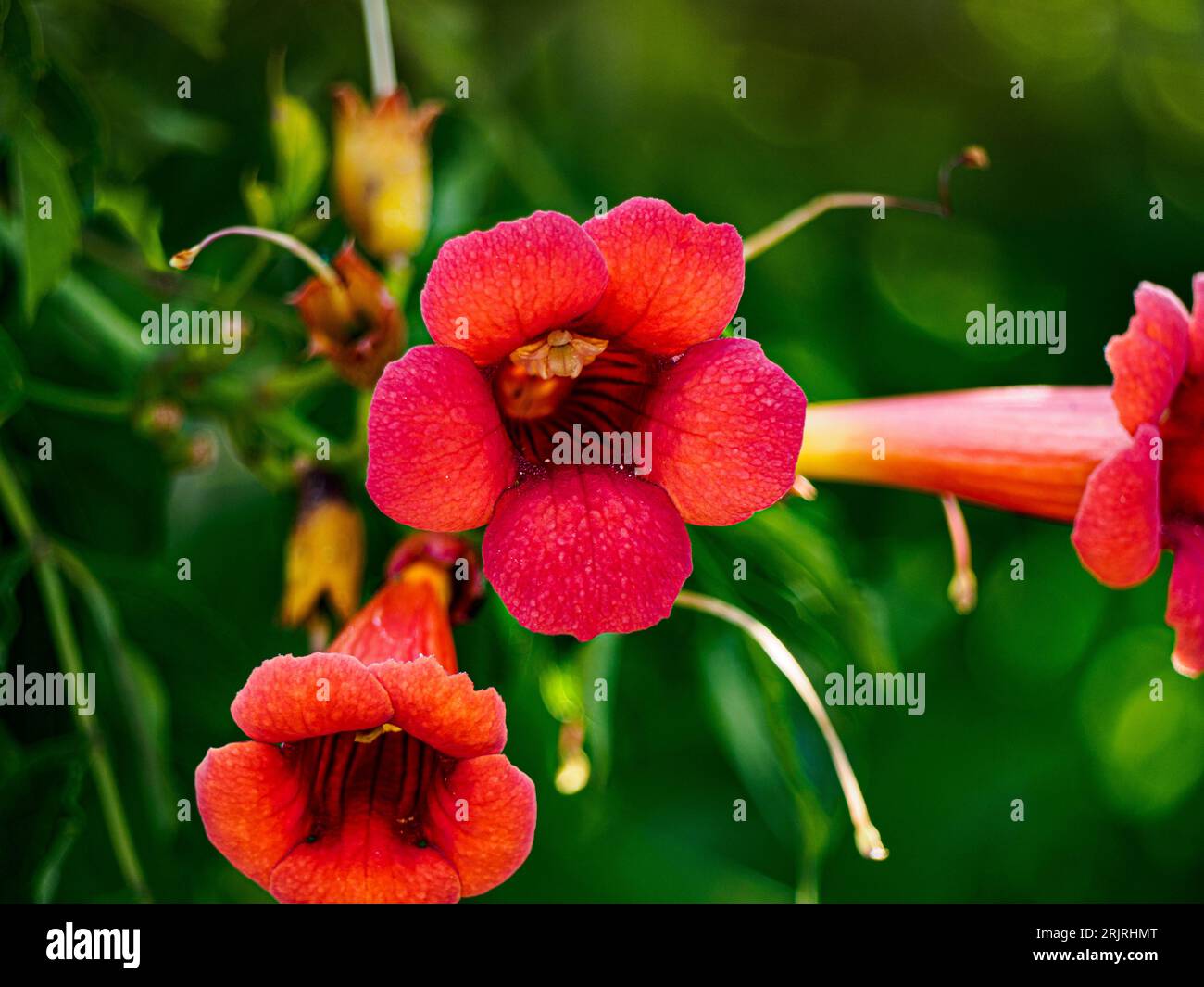 Crossvine flower hi-res stock photography and images - Alamy