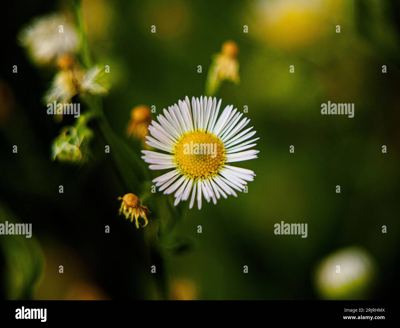 Field fleabane hi-res stock photography and images - Alamy