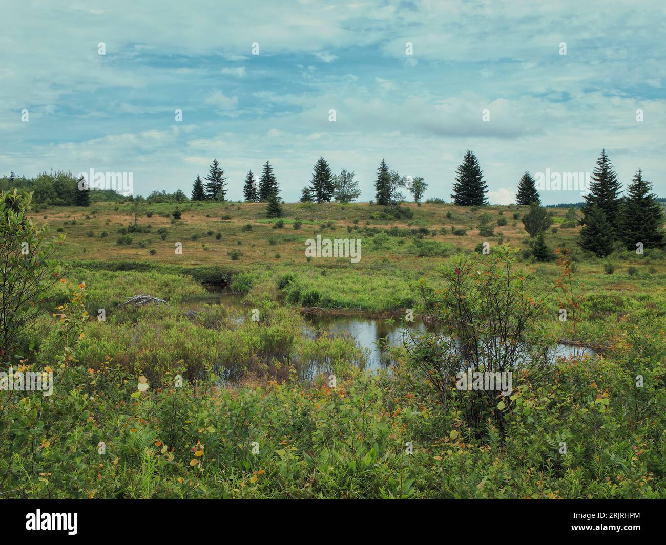 Dolly sods wildlife hi-res stock photography and images - Alamy