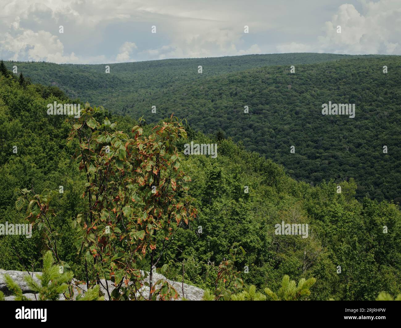 Dolly tree hi-res stock photography and images - Alamy