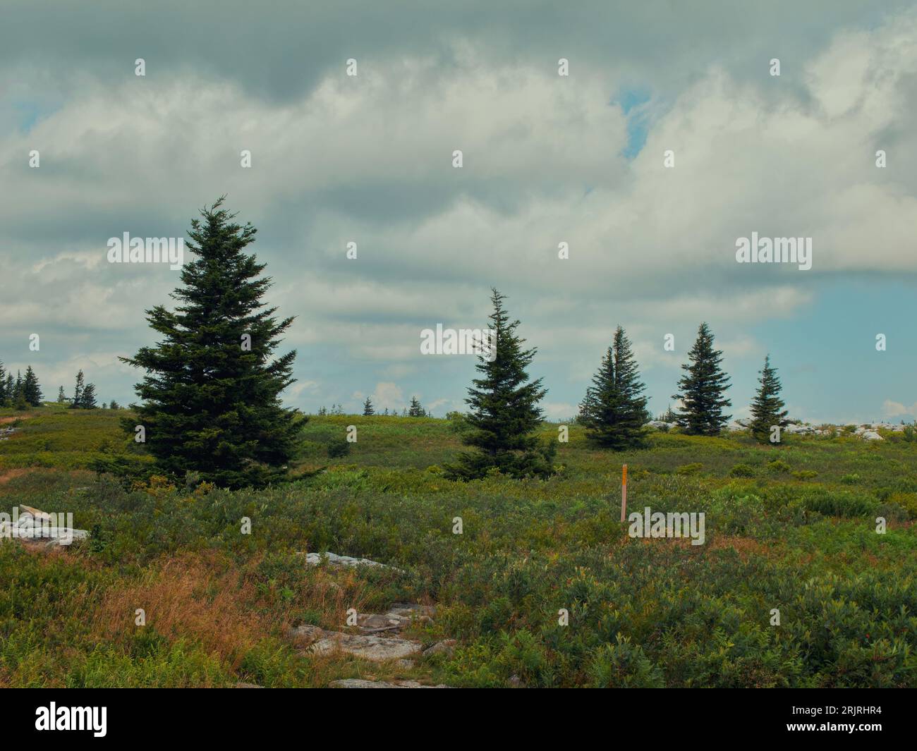 A scenic view of green trees in an open field in Dolly Sods, West ...