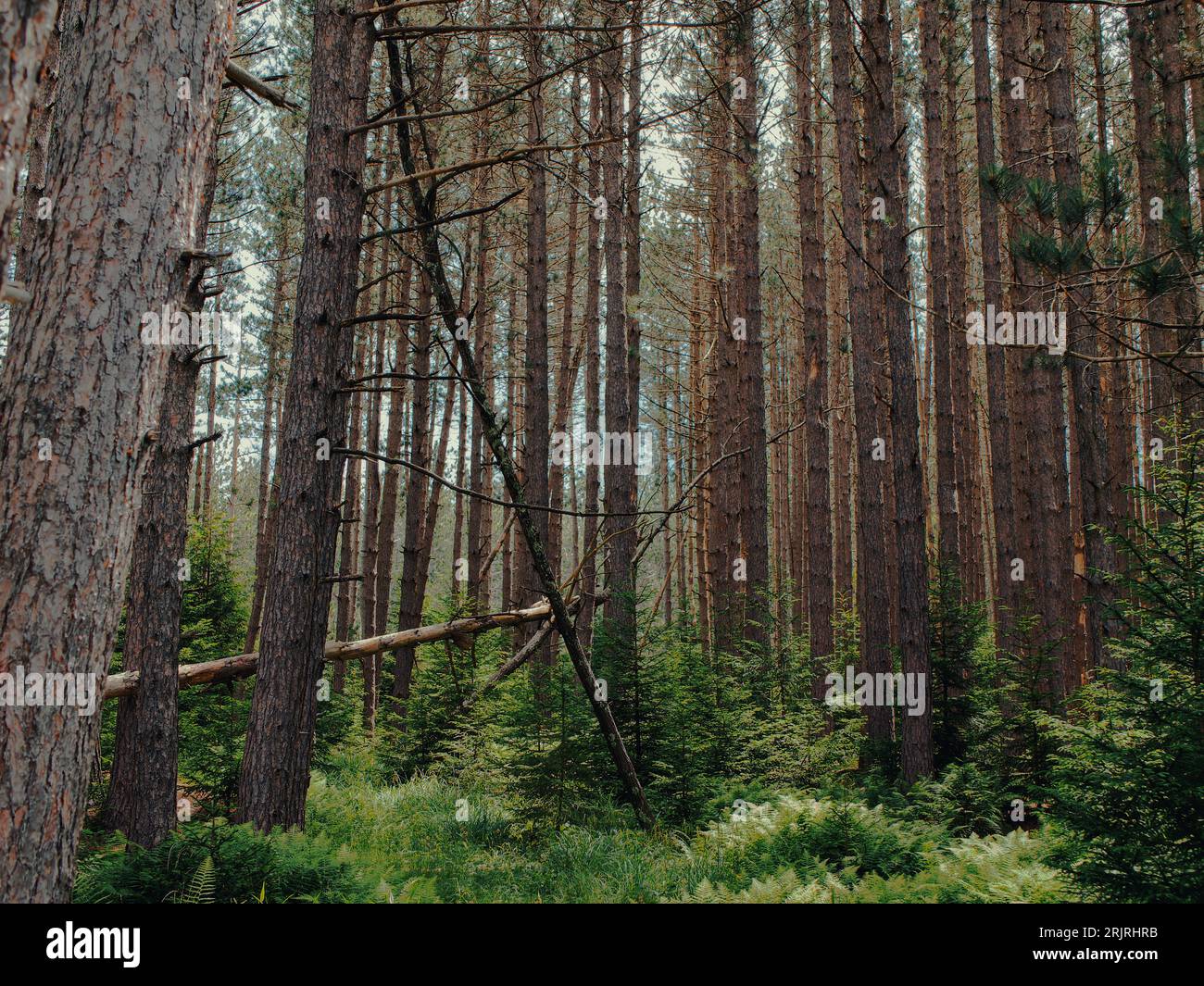 Dolly tree hi-res stock photography and images - Alamy