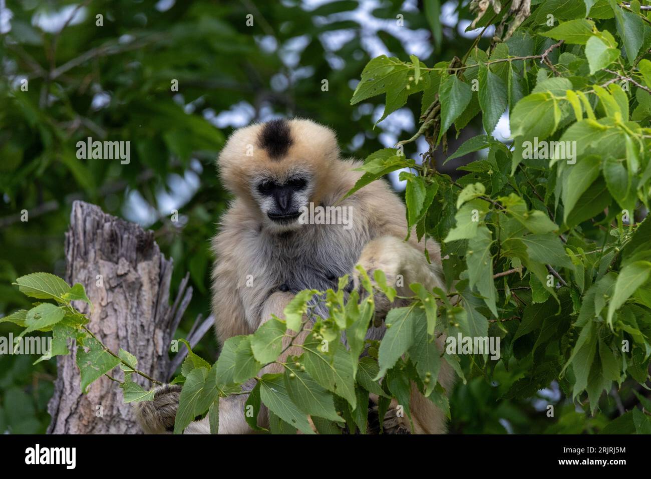 A gibbon carefully scaling a tall tree in a lush green forest Stock ...