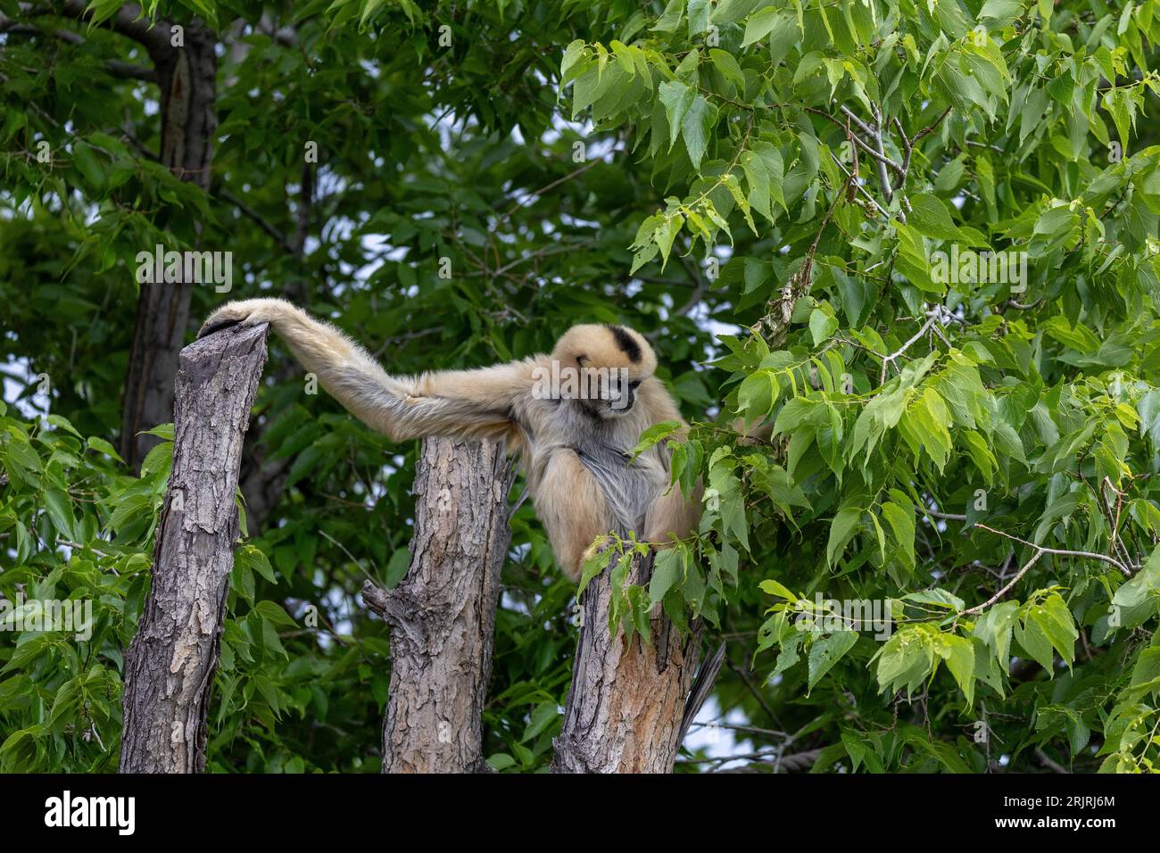 A gibbon carefully scaling a tall tree in a lush green forest Stock ...