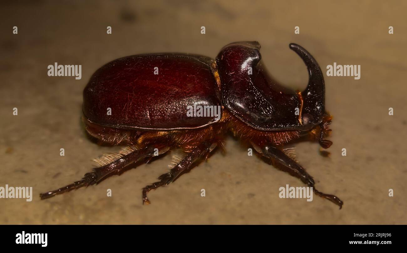 rhinoceros beetle, Oryctes nasicornis ssp. kuntzeni Stock Photo - Alamy