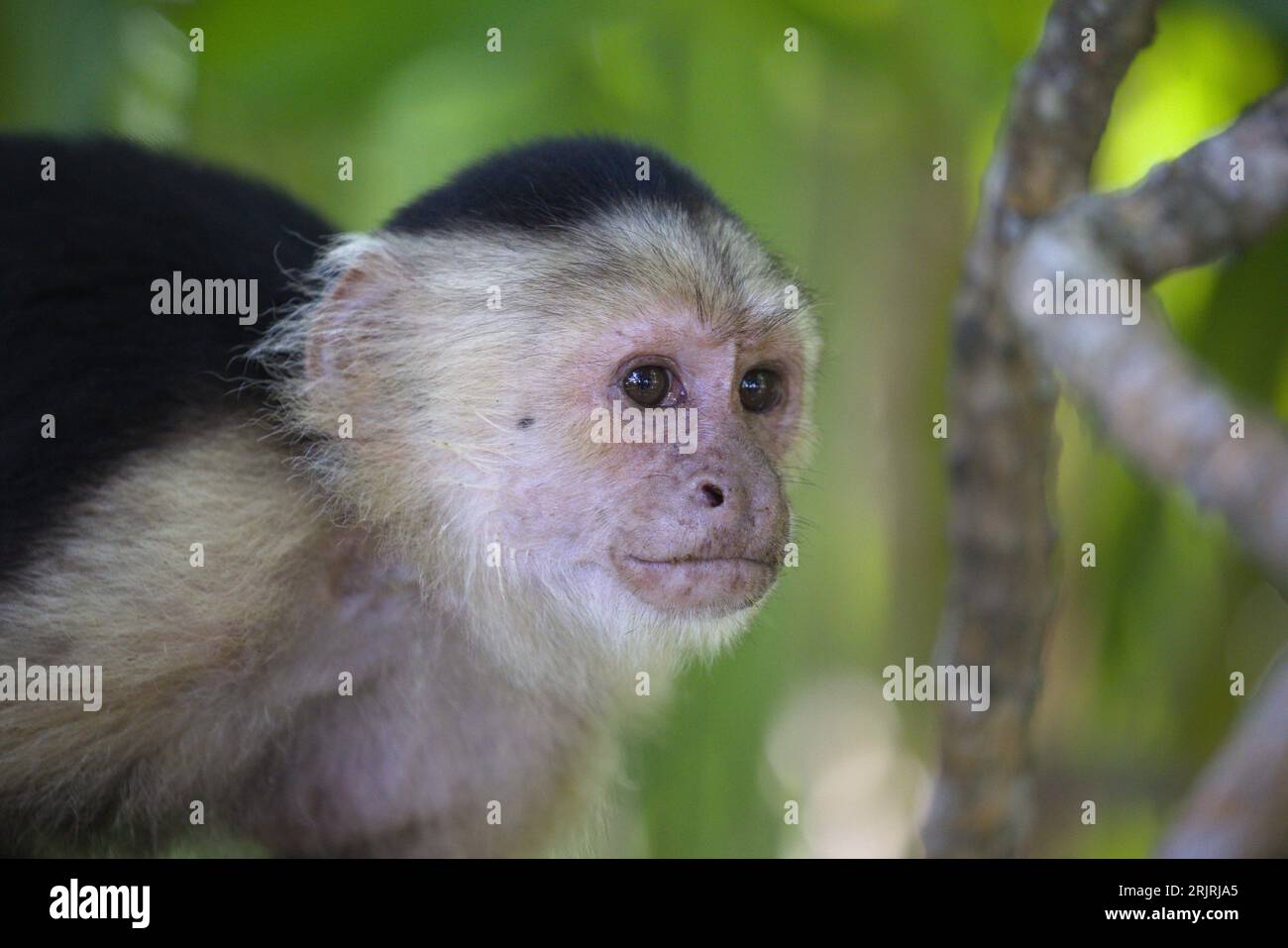 A capuchin monkey sits atop a tree branch, surrounded by lush greenery ...