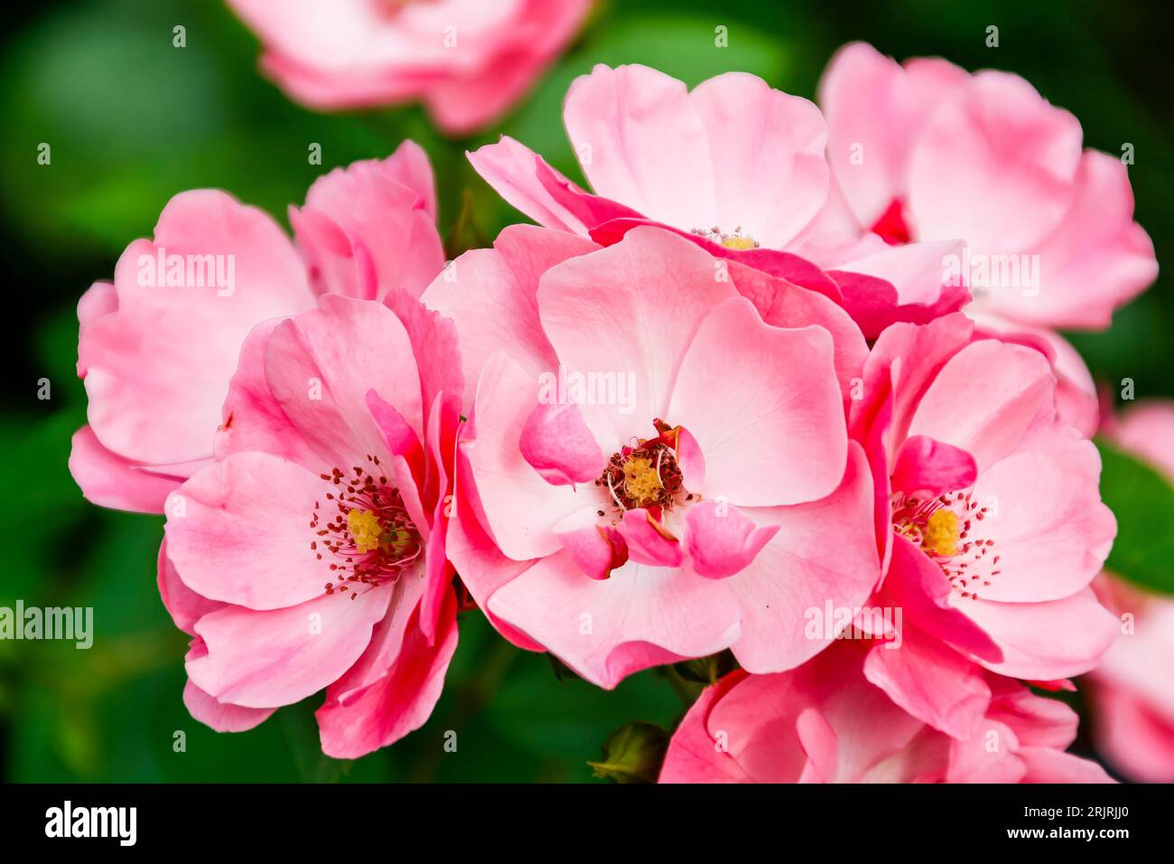A vibrant cluster of Angela roses blooming in the garden Stock Photo ...