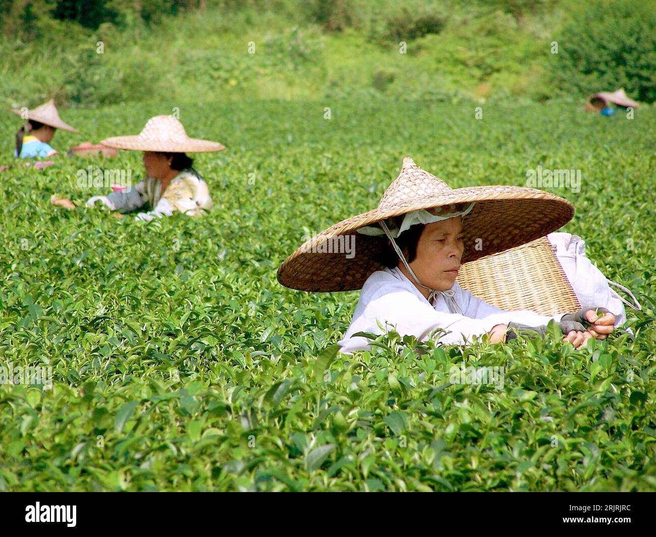 Teeplantage arbeiter hi-res stock photography and images - Alamy