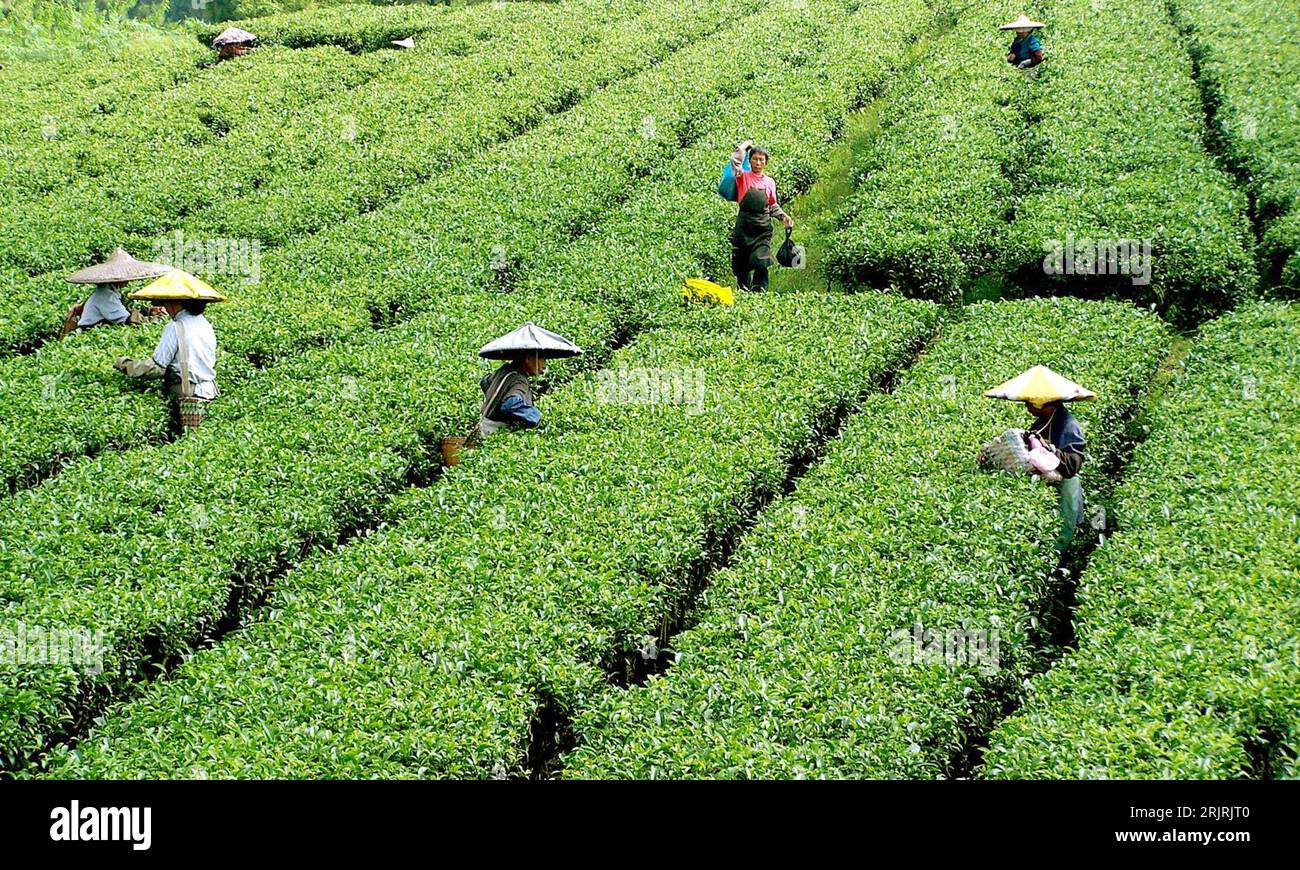 Beste Ernte Herkunft China