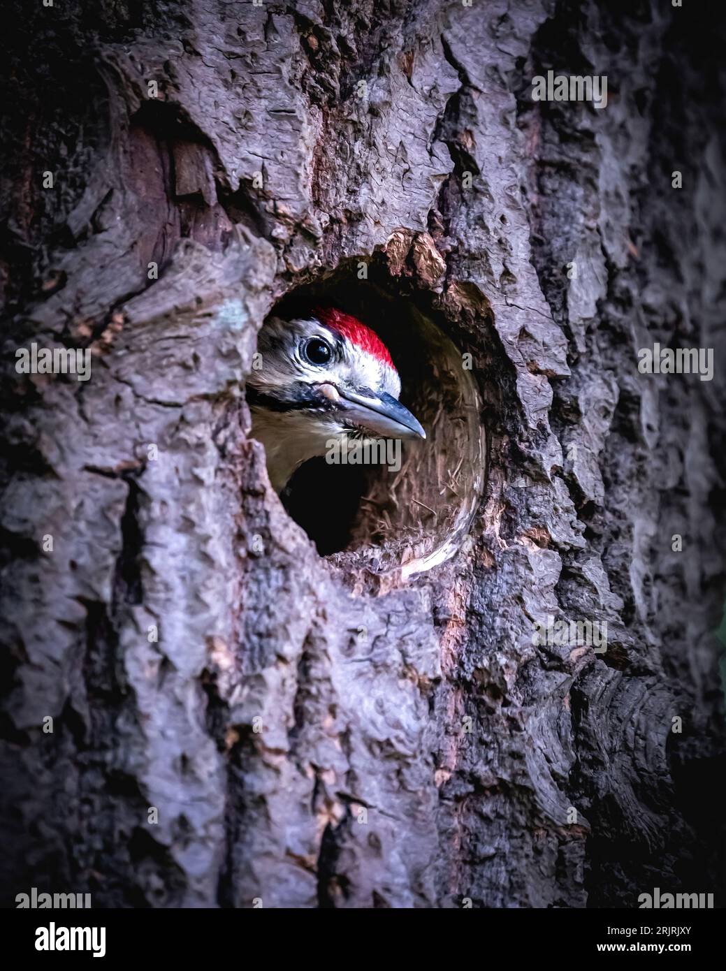 Woodpecker peeking hi-res stock photography and images - Alamy