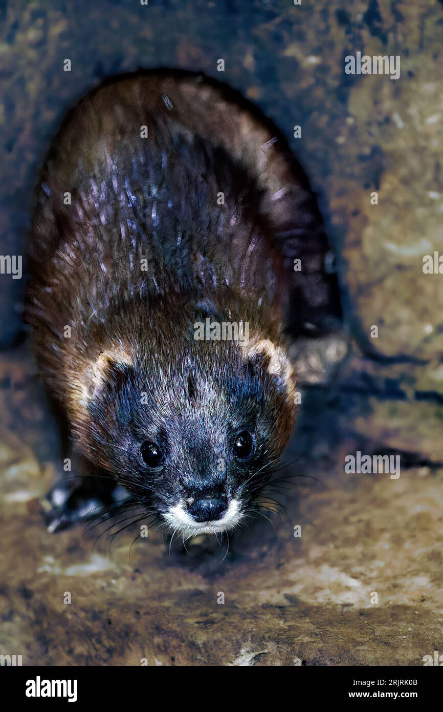 Mink eyes hi-res stock photography and images - Alamy