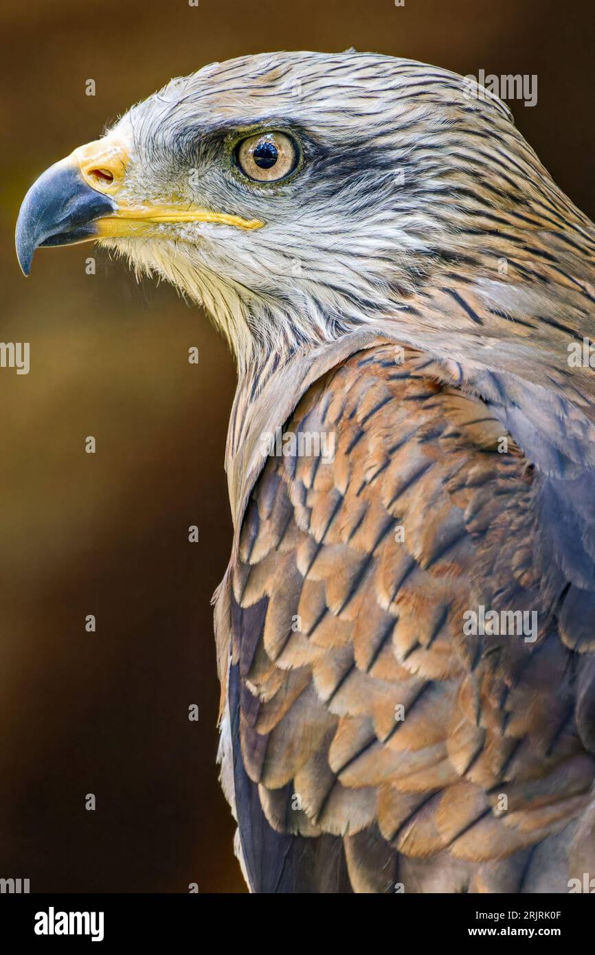 Strong features hi-res stock photography and images - Alamy