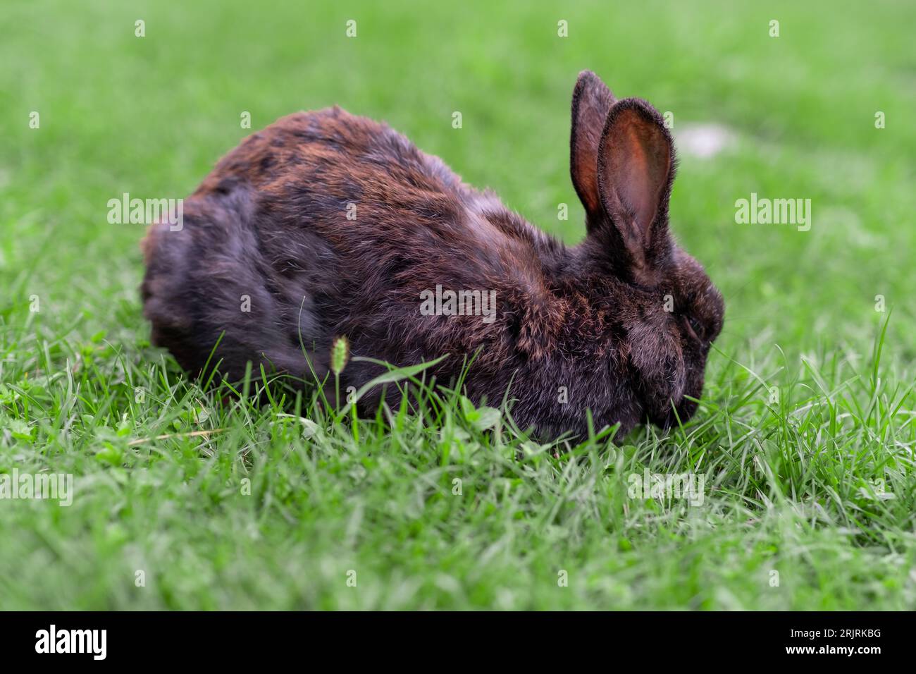 Little rabbit walking in spring hi-res stock photography and images - Alamy