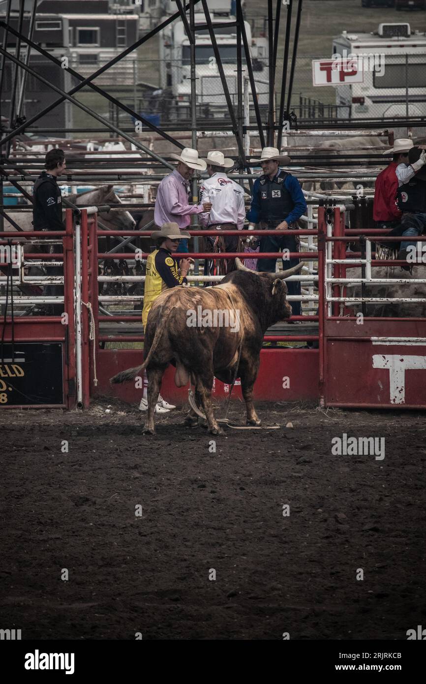 Bull riding exhibition hi-res stock photography and images - Alamy