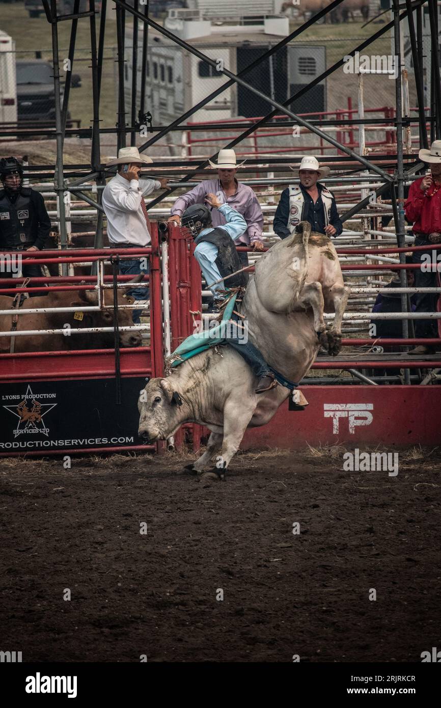 A man riding a bull in an equestrian arena during a rodeo show Stock ...
