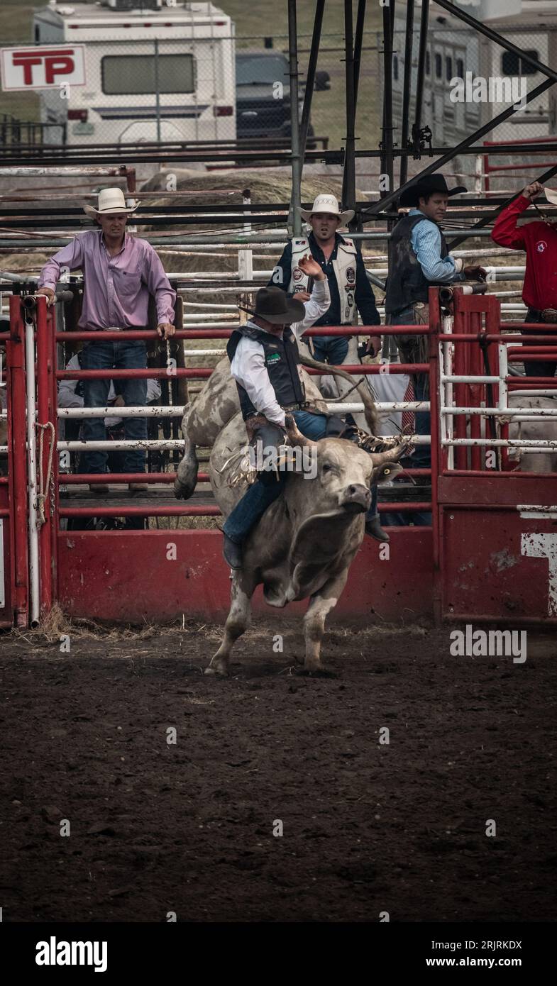 A cowboy riding a bull in an equestrian arena during a rodeo show Stock ...