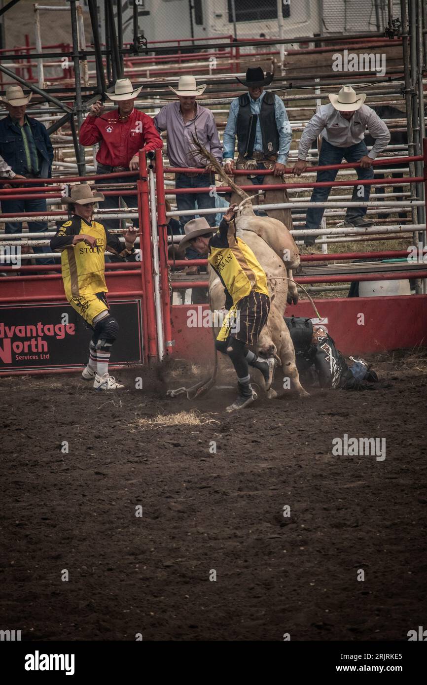 Bull riding exhibition hi-res stock photography and images - Alamy