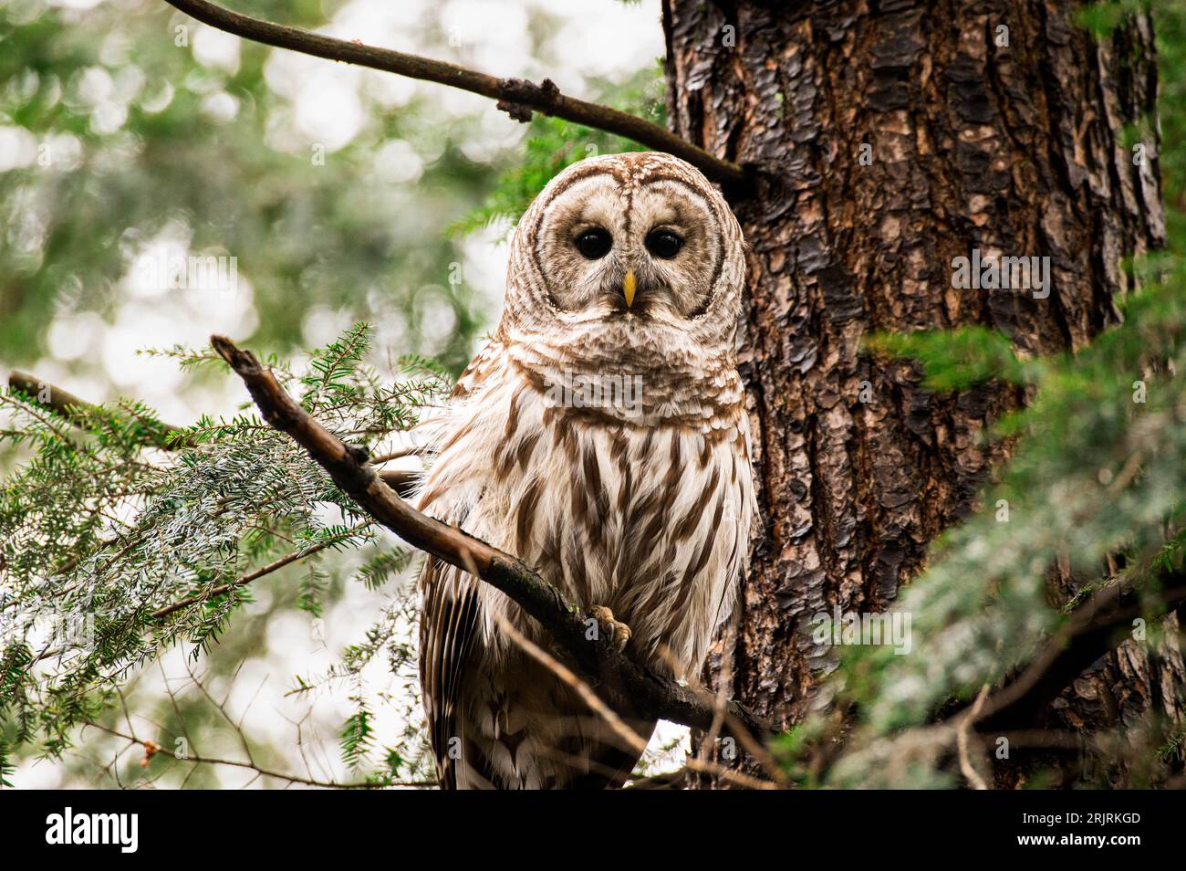 An owl perched upon a wooden tree branch in its natural habitat Stock ...