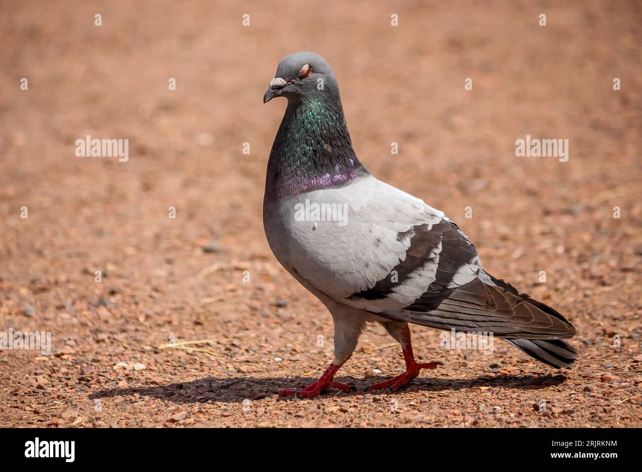 A beautiful, plump pigeon perched atop the ground, looking outward with ...