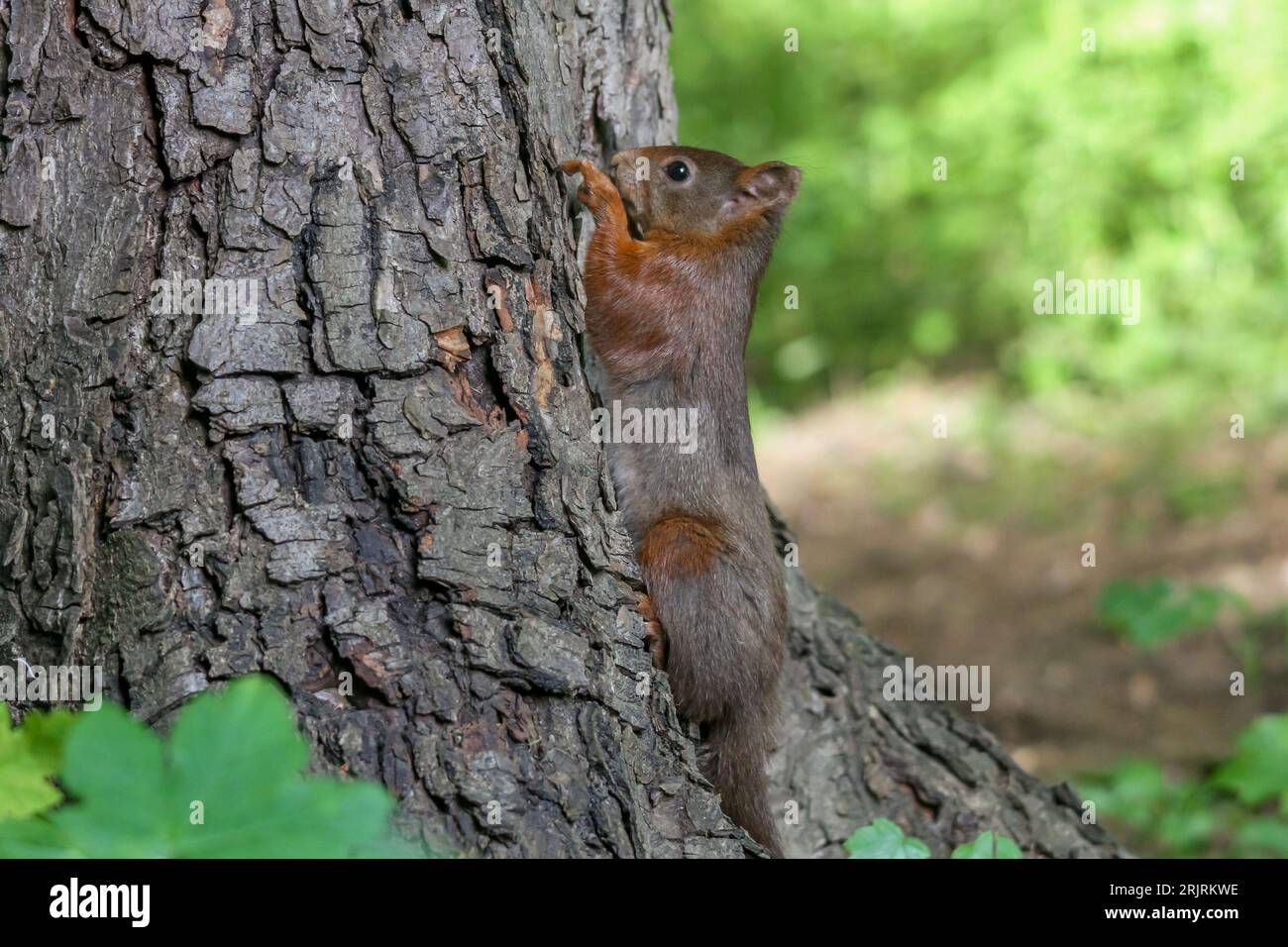 A small, gray squirrel is seen exiting a hole carved into the trunk of ...