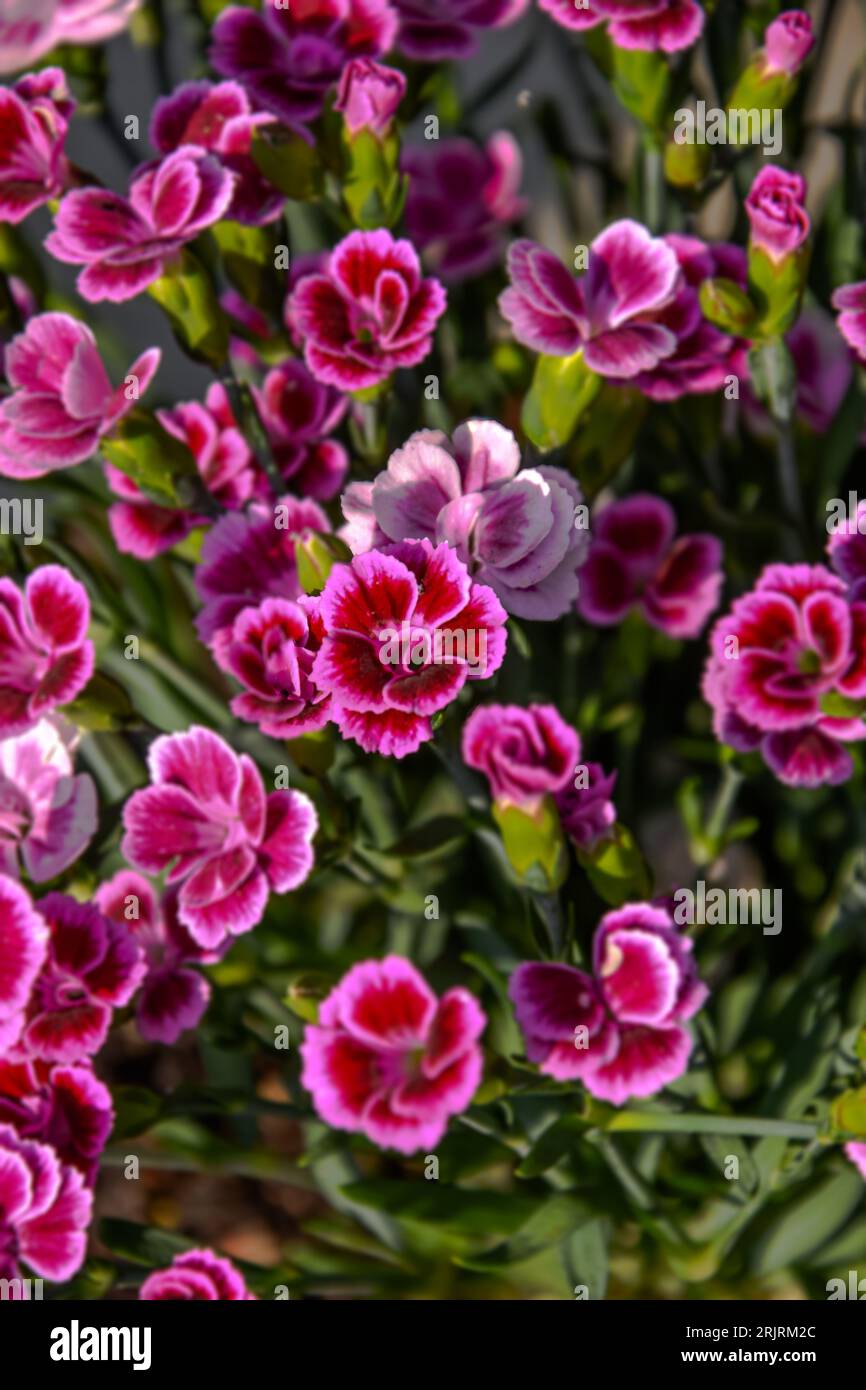 A close up shot of beautiful pink Dianthus flowers in full bloom ...