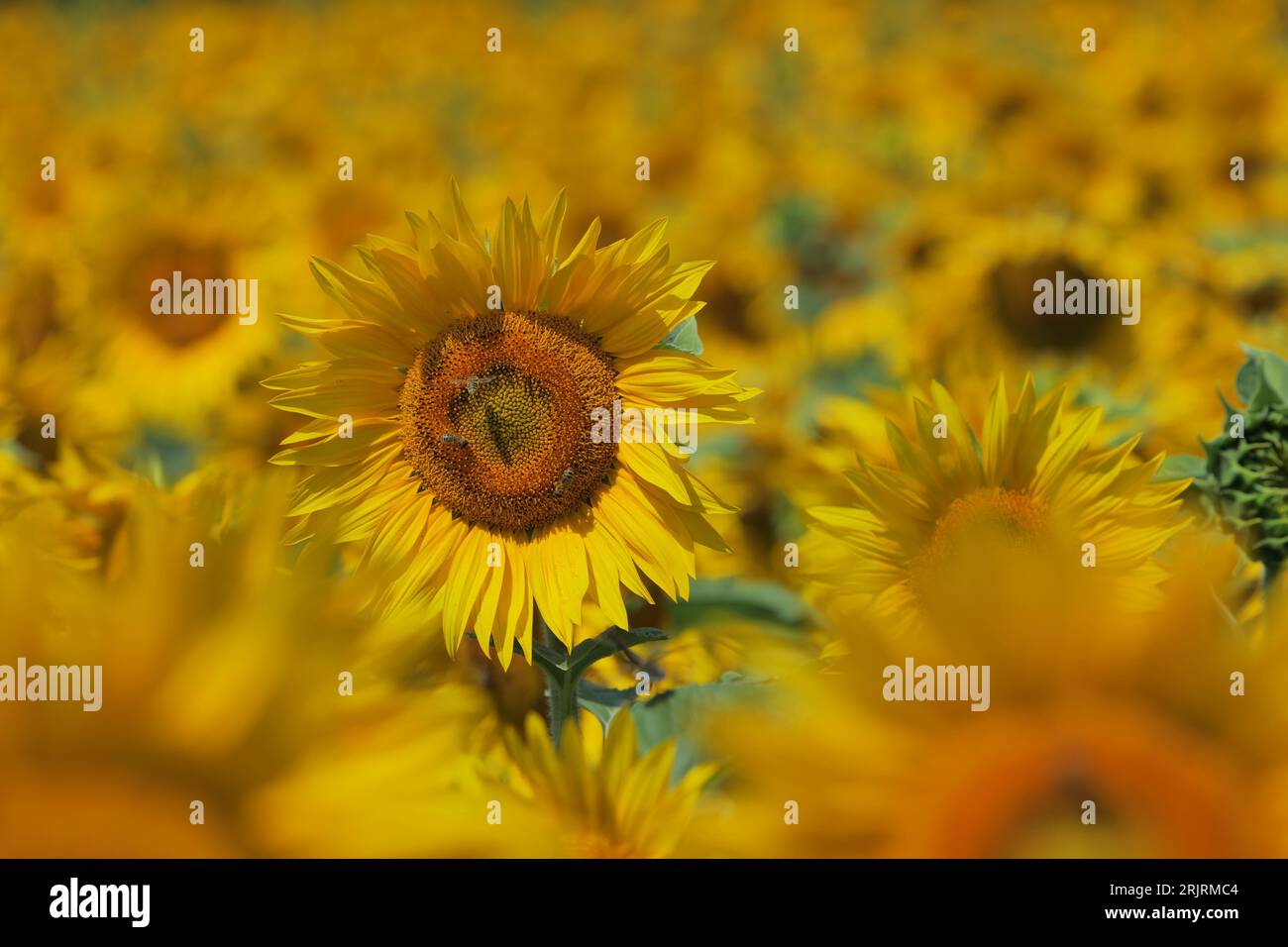 An image of a sunflower standing alone in a vast expanse of grassy ...
