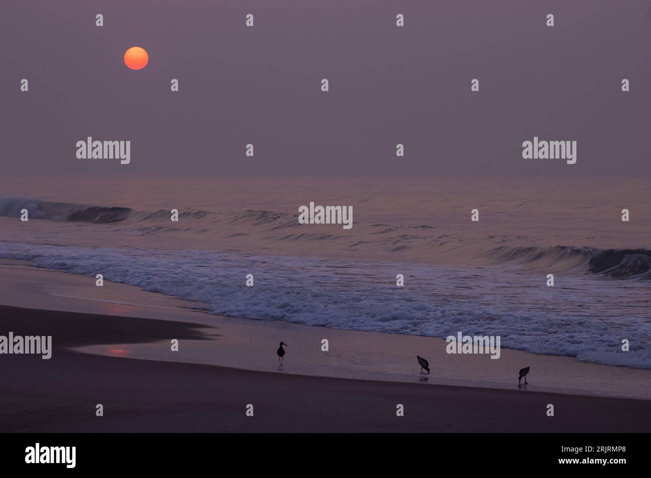 A flock of shorebirds walking along the beach at sunset, silhouetted ...