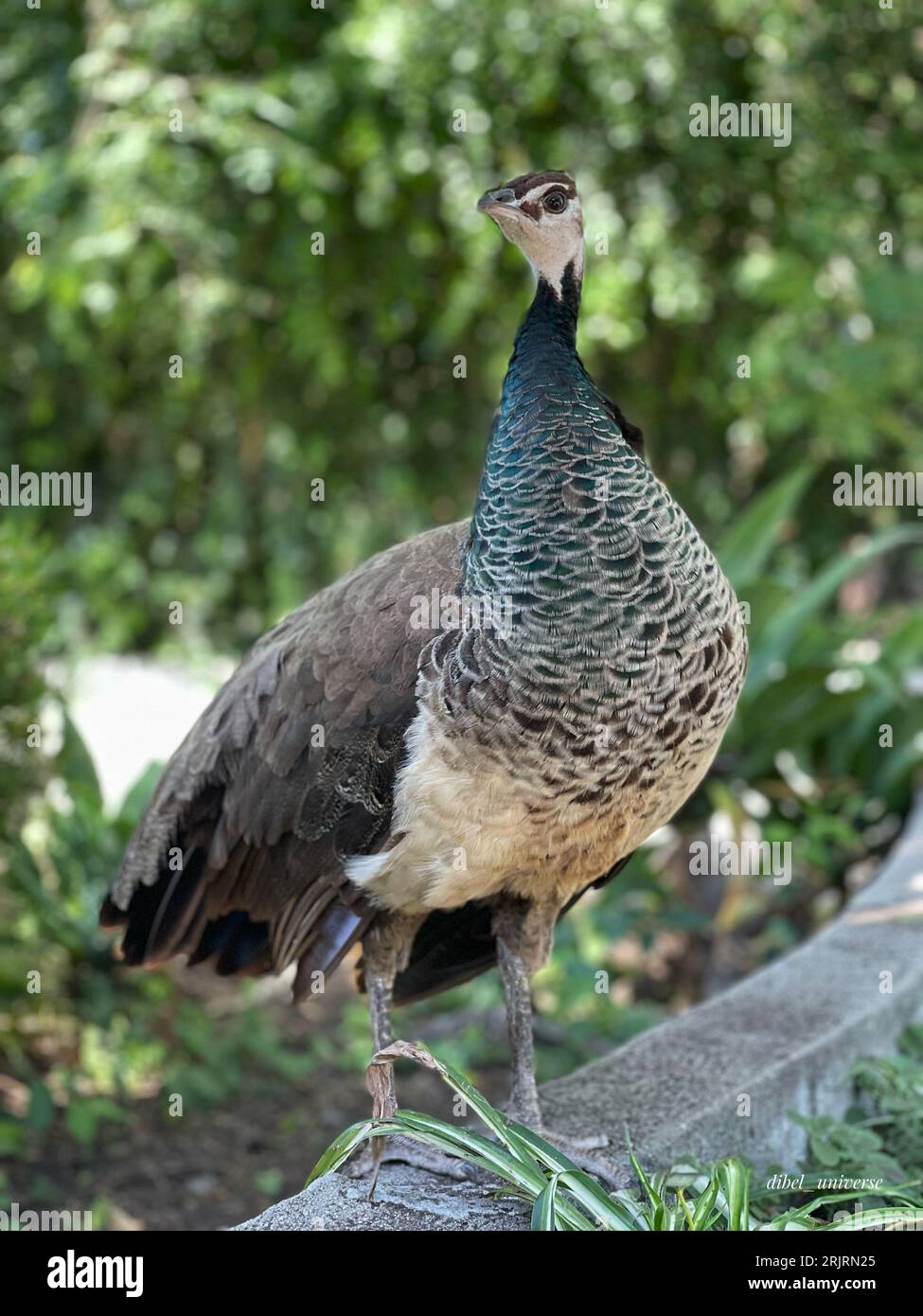 A peahen stands atop a curb surrounded by lush green vegetation Stock ...