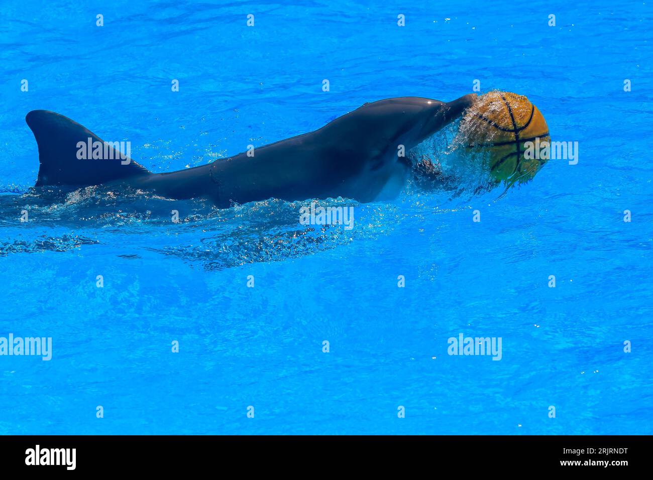A bottlenose dolphin swimming in the pool with a basketball in its ...