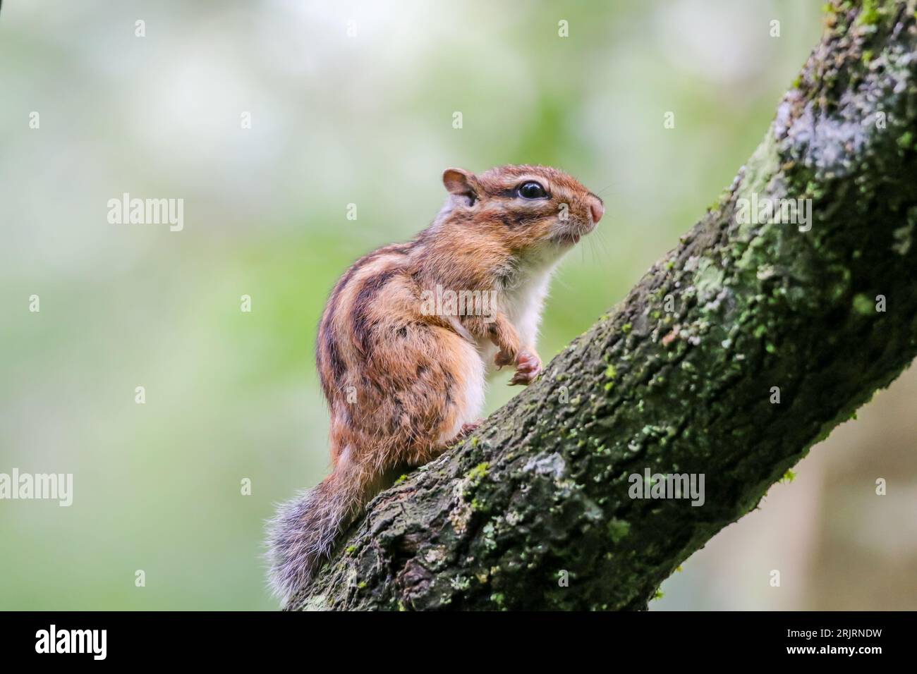 A close-up shot of a Siberian chipmunk on a tree branch, Eutamias ...
