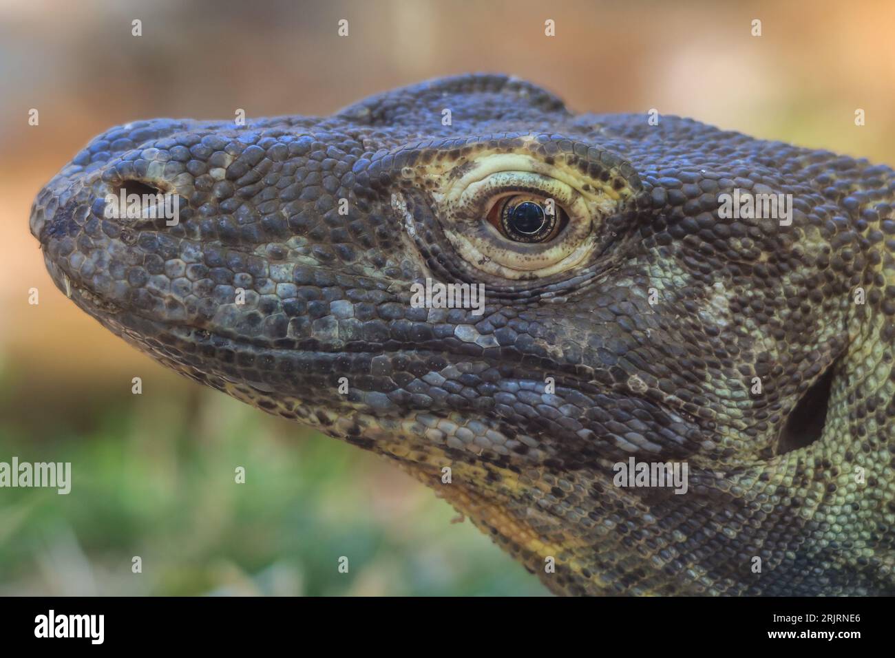Lizard looking at camera hi-res stock photography and images - Alamy