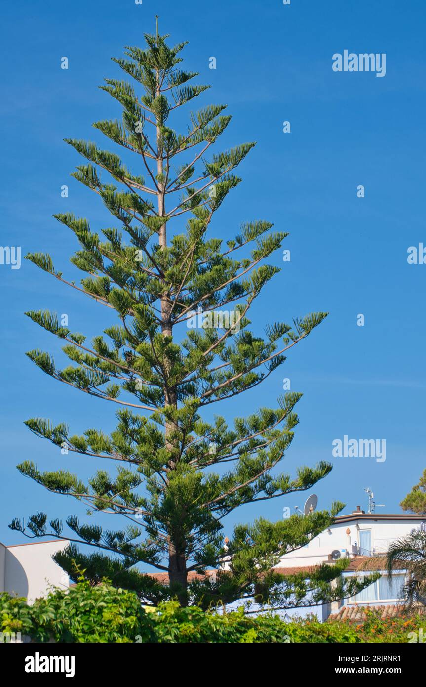 Norfolk fir , (Araucaria heterophylla) also called room fir, blue sky ...