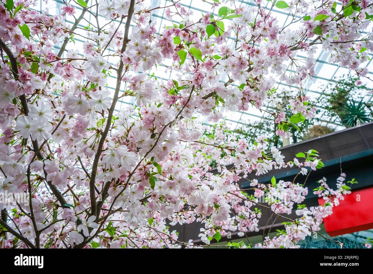 A vivid red Asian-style structure with pink cherry blossom trees in the ...