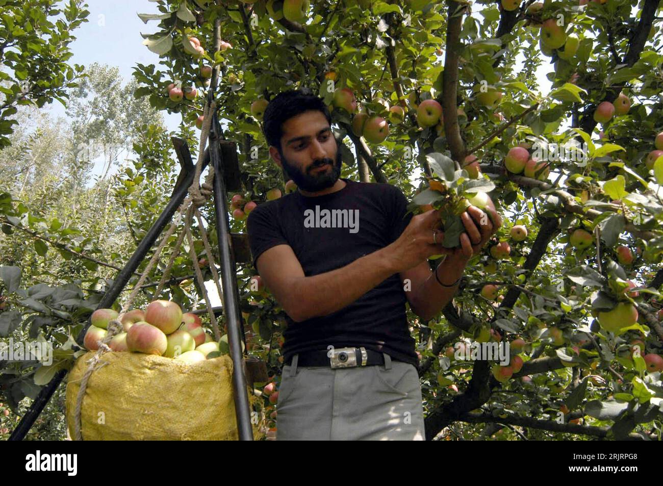 Apfelbaum plantagen hi-res stock photography and images - Alamy