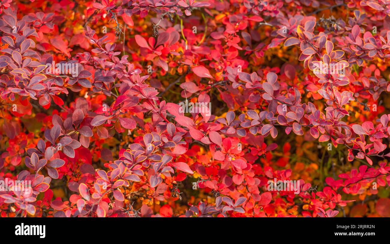 red autumn september leaves nature background of barberry Stock Photo ...