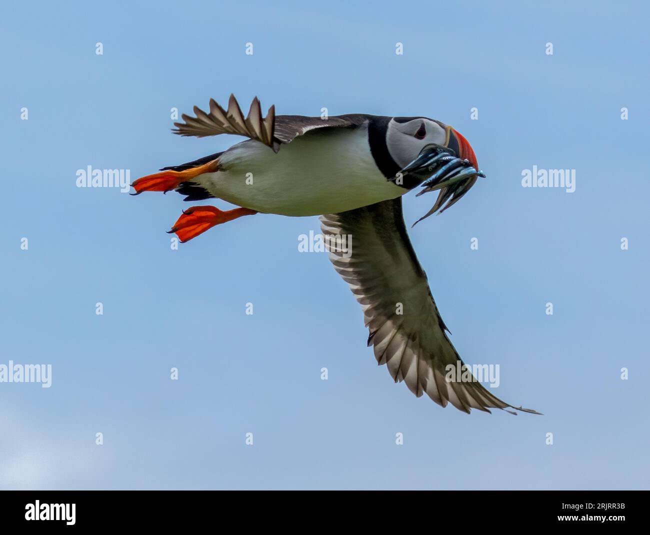 A majestic Atlantic puffin with fish in its beak flying in the sky ...