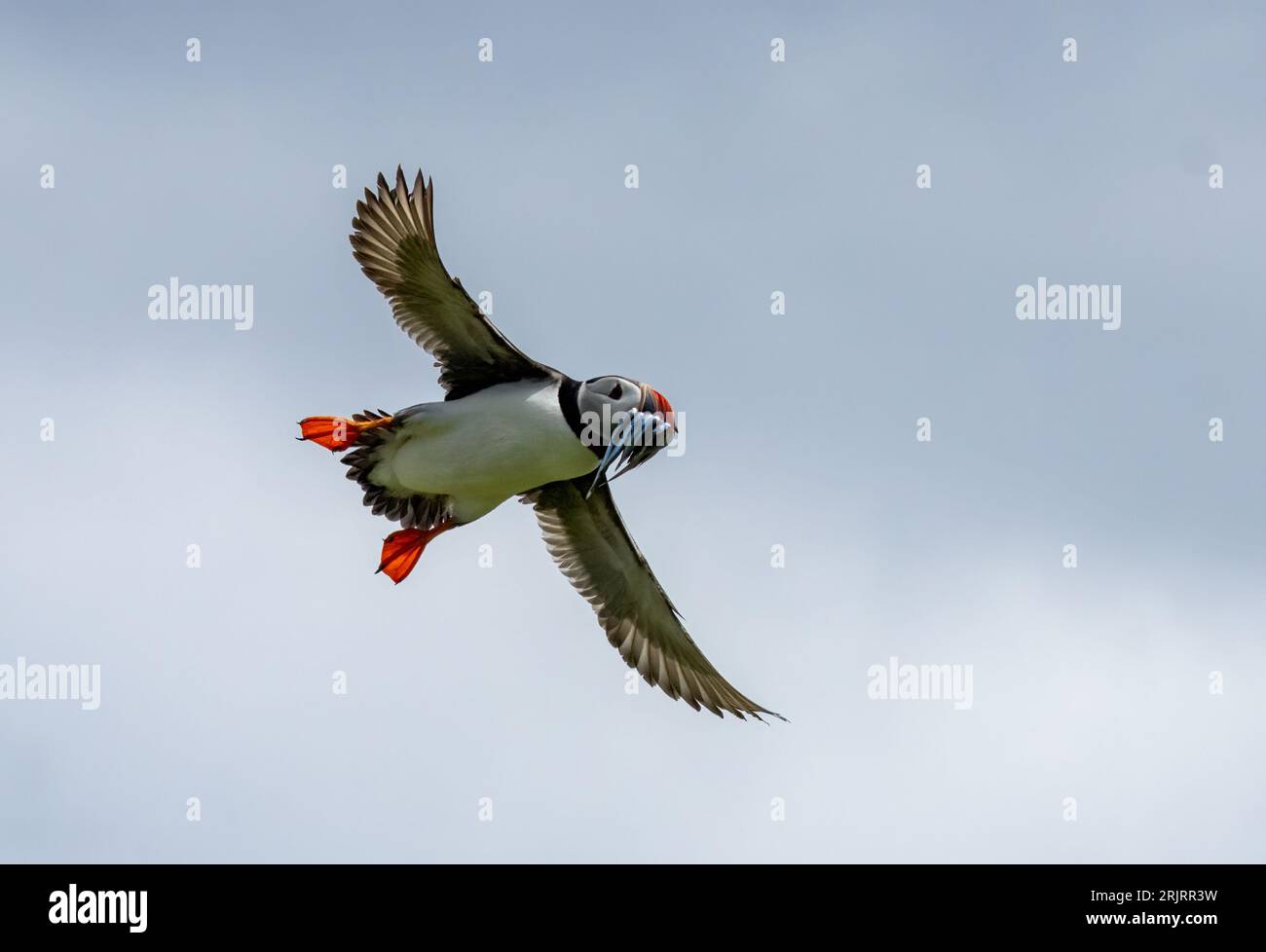 A low-angle view of an Atlantic puffin with fish in its beak gliding ...