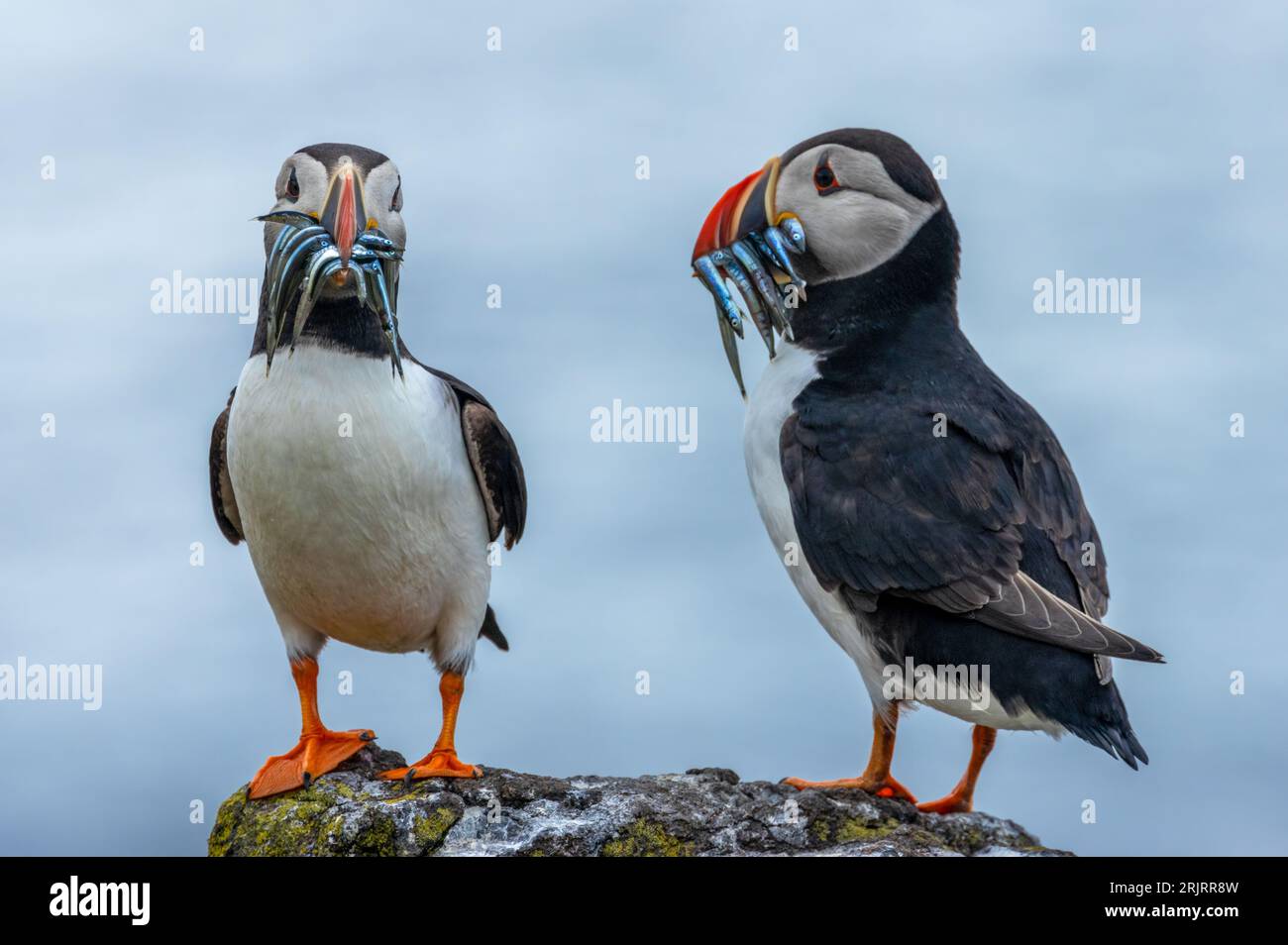 A pair of Atlantic puffins standing on a rock while holding fish in ...
