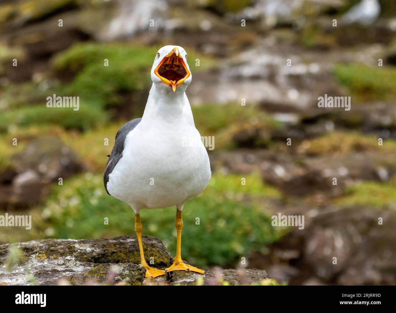 A close-up of a seagull standing on a rock with its beak wide open ...