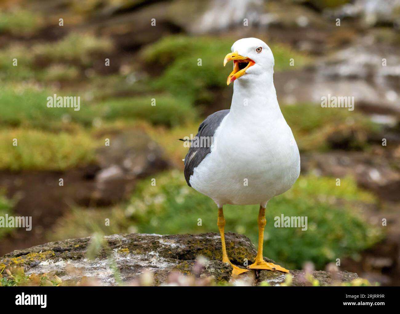 A close-up of a seagull standing on a rock with its beak open Stock ...