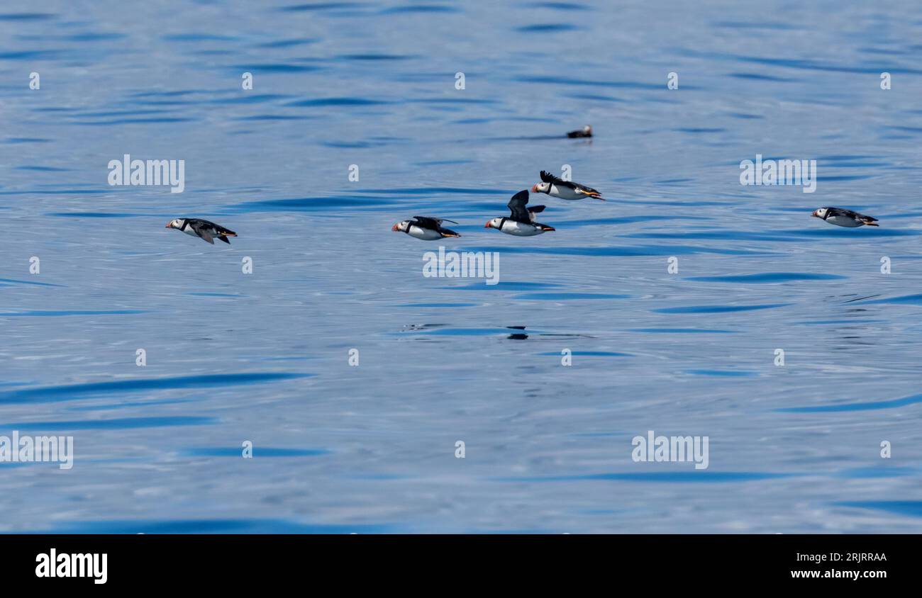 A flock of Atlantic puffins in flight over the ocean Stock Photo - Alamy